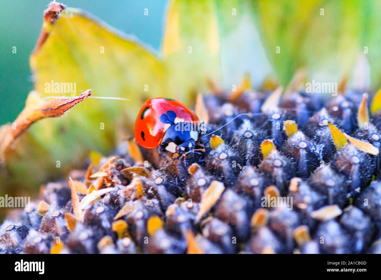 Bright red dotted ladybug on ripe black sunflower seeds in a farmer's ...