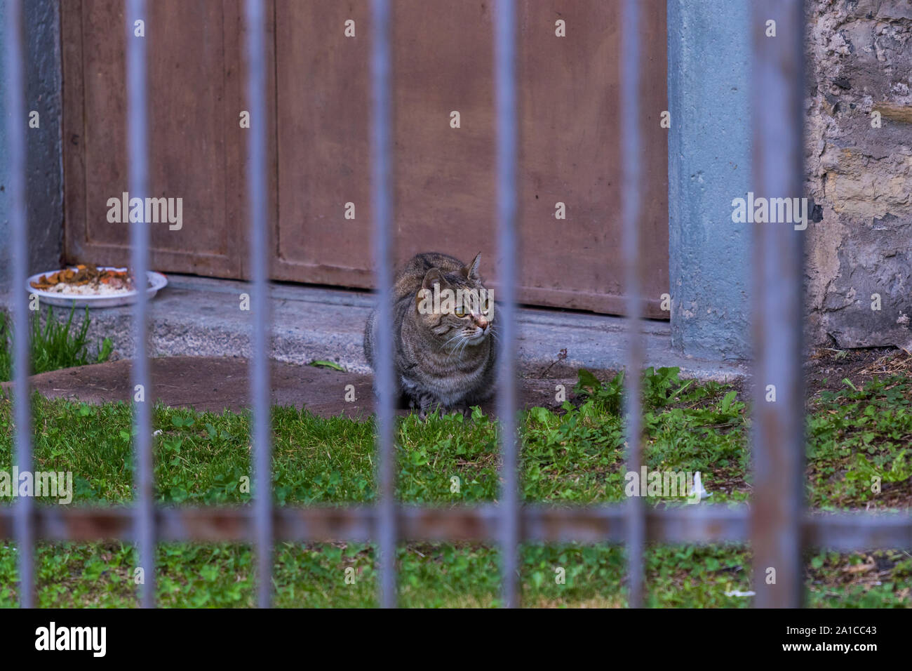 Beauty stray cat in a farm. Brown tabby hair Stock Photo - Alamy
