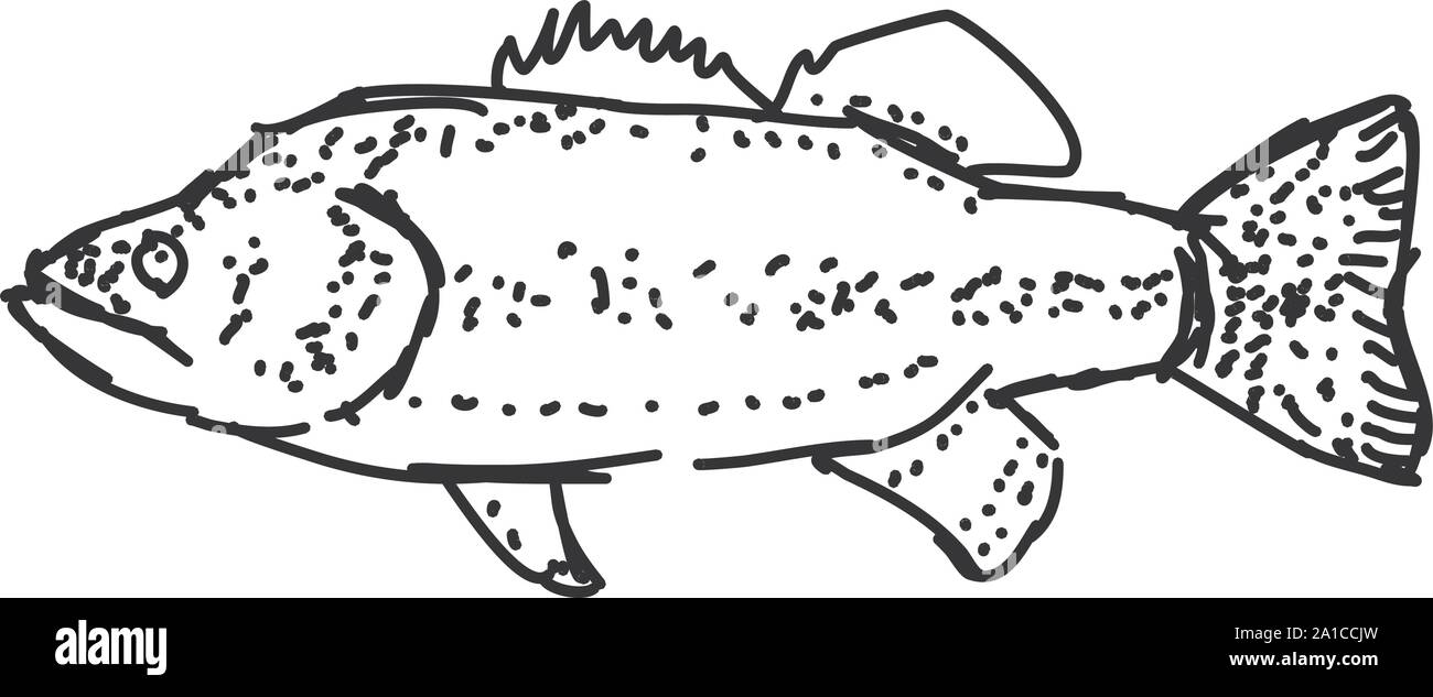 Fish drawing, illustration, vector on white background Stock Vector ...