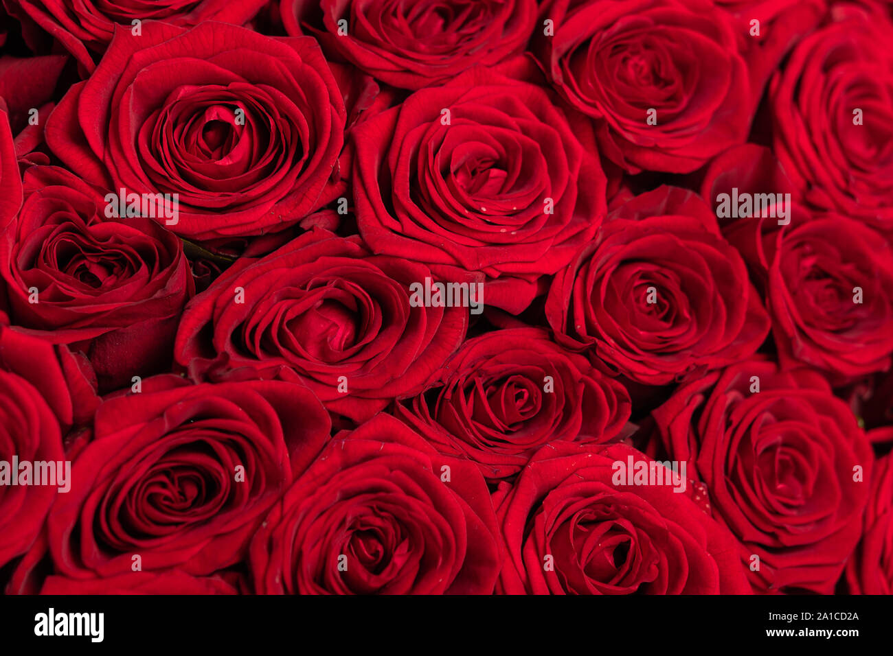 Background of red rose horizontal orientation close-up Stock Photo - Alamy
