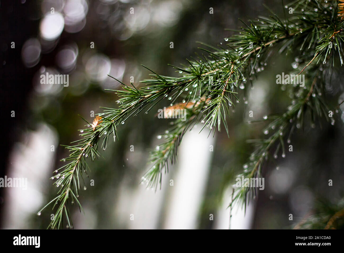Pine tree branch out by Nanjing University Stock Photo - Alamy