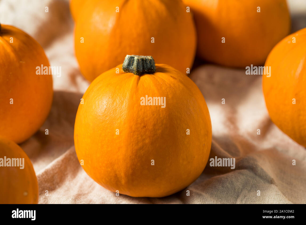 Raw Organic Mini Orange Pumpkins for Decorations Stock Photo - Alamy