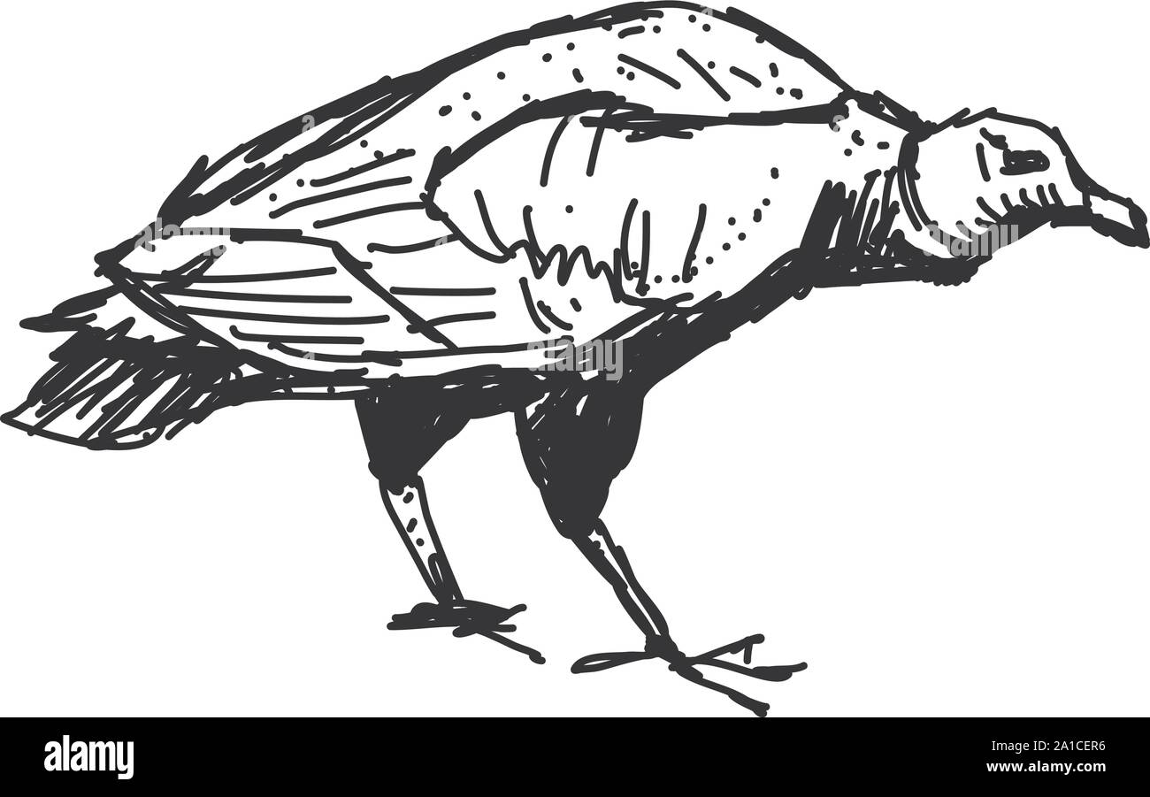Vulture drawing, illustration, vector on white background Stock Vector ...