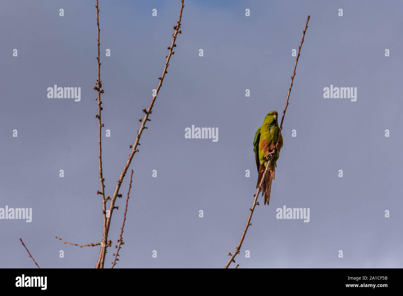 Austral parrot hi-res stock photography and images - Alamy