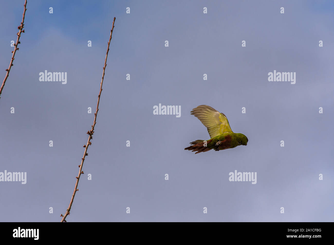 Colorful green Austral Parakeet starting its flight Stock Photo - Alamy