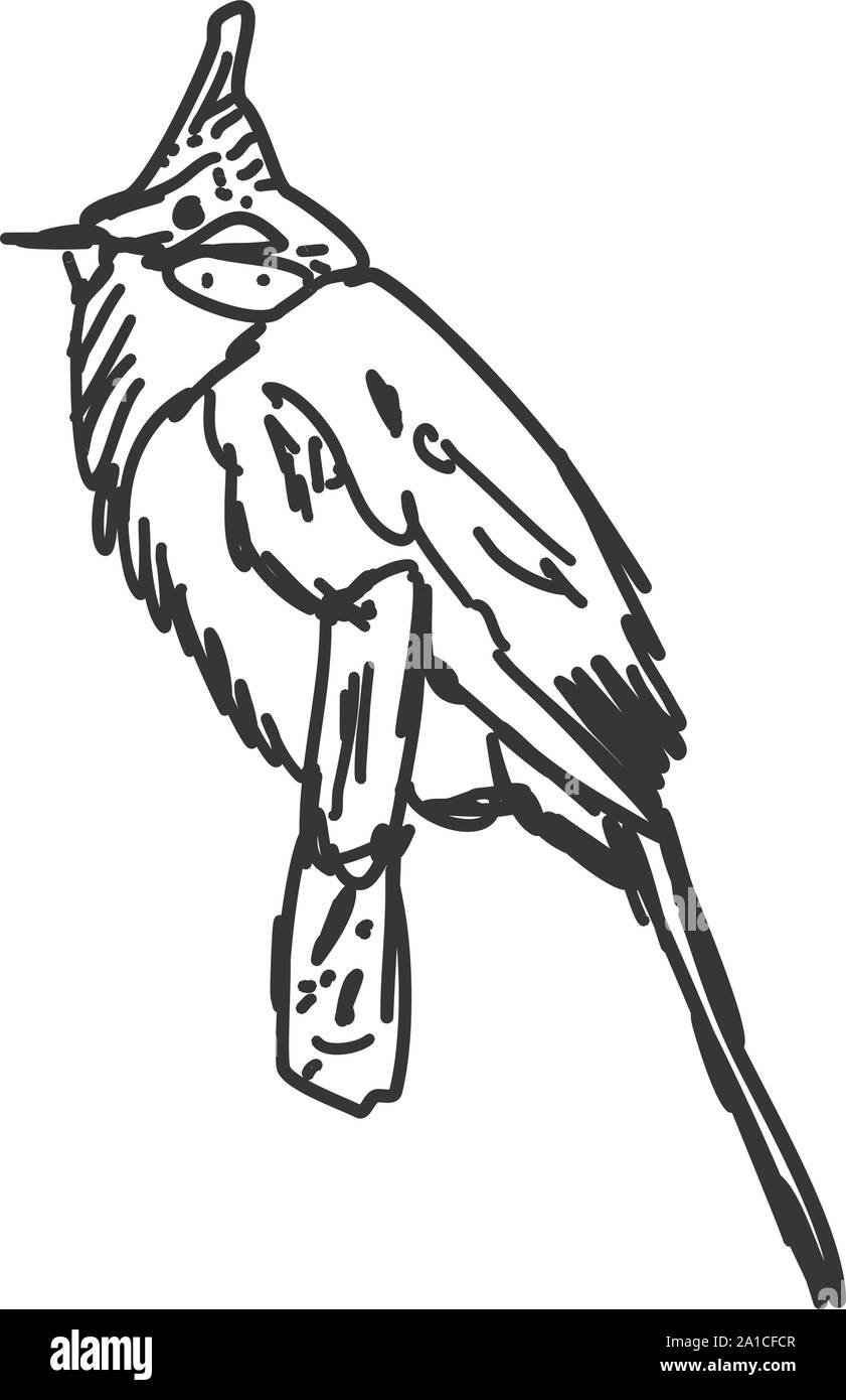 Bird sketch, illustration, vector on white background Stock Vector ...