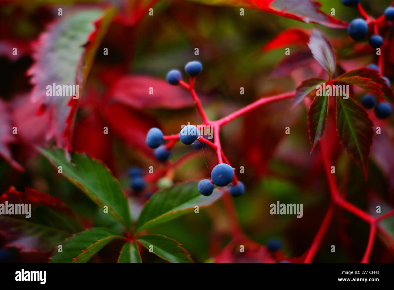 Hedge fruit hi-res stock photography and images - Alamy