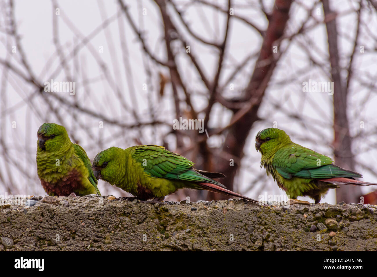 Patagonia austral parakeet hi-res stock photography and images - Alamy