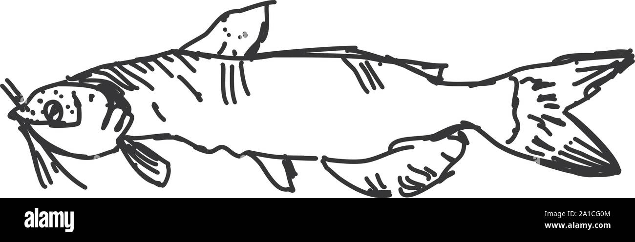 Fish sketch, illustration, vector on white background Stock Vector ...