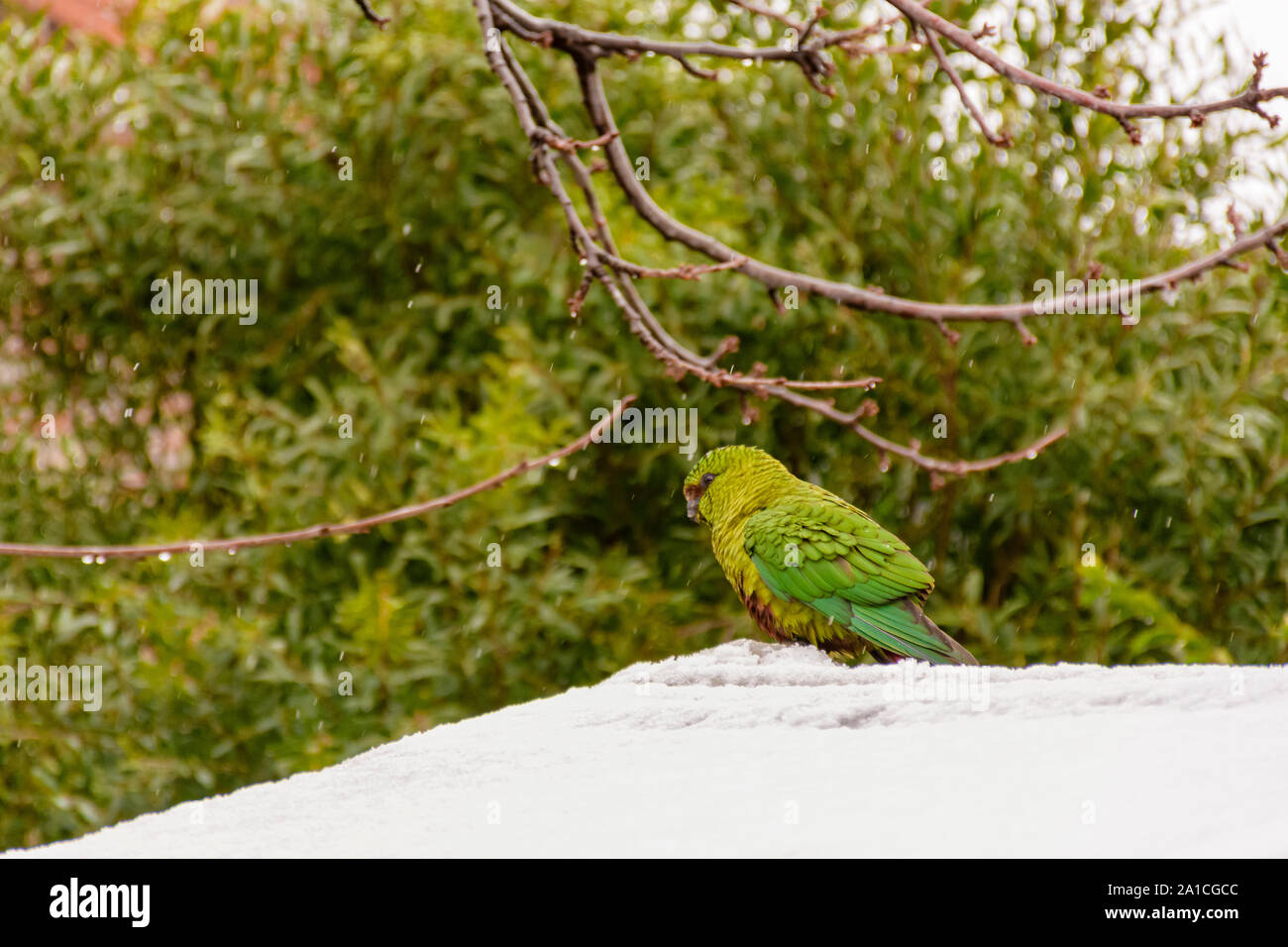 Patagonia austral parakeet hi-res stock photography and images - Alamy