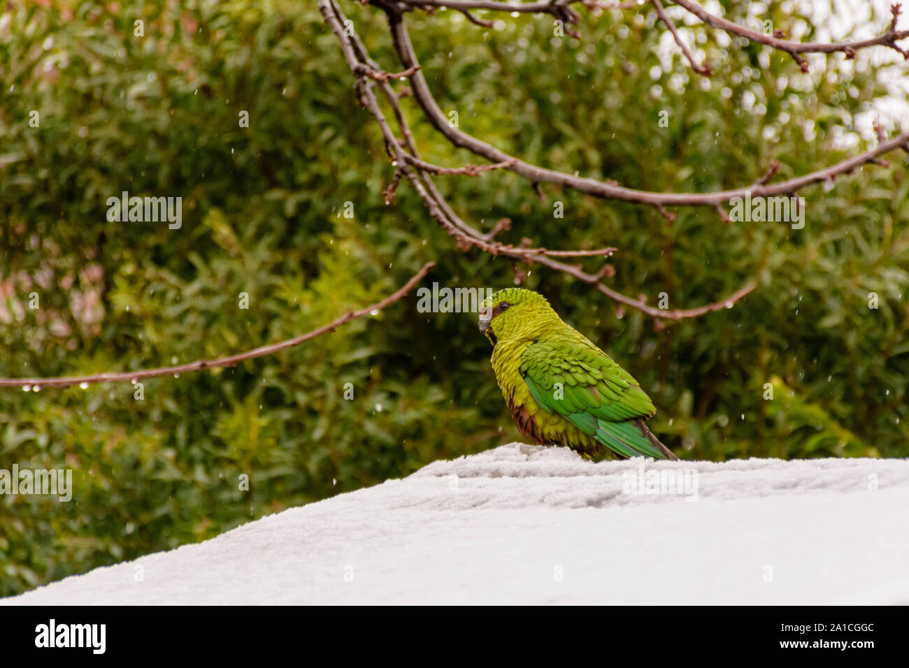 Austral conure enicognathus ferrugineus hi-res stock photography and ...