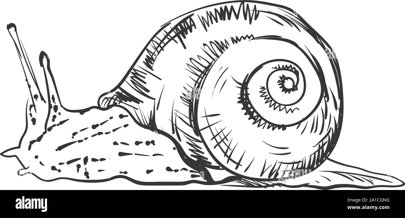 Snail drawing, illustration, vector on white background Stock Vector ...