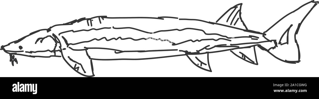 Fish drawing, illustration, vector on white background Stock Vector ...