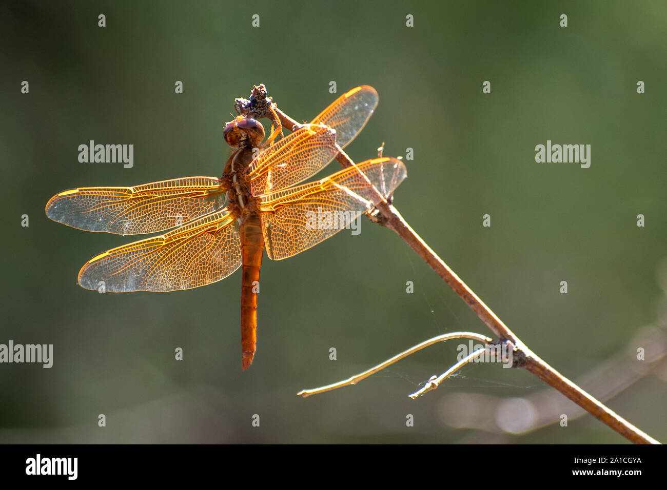 Amber dragonfly hi-res stock photography and images - Alamy