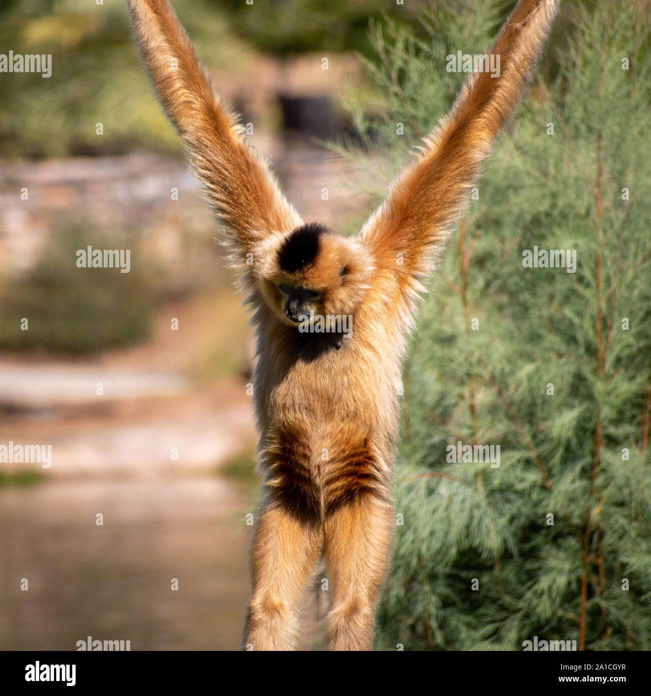 Monkey hanging by arms hi-res stock photography and images - Alamy