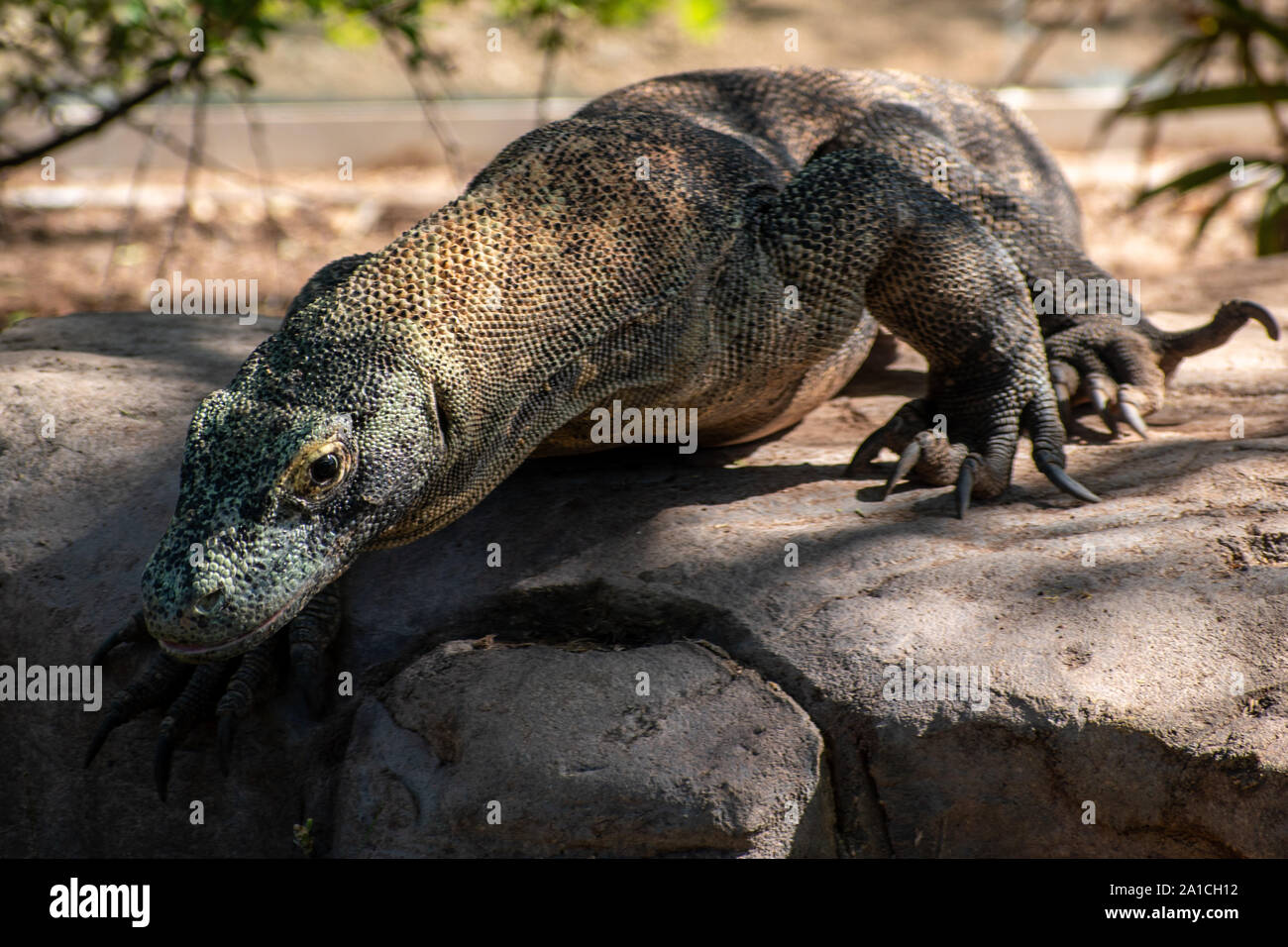 Komodo dragon face hi-res stock photography and images - Alamy