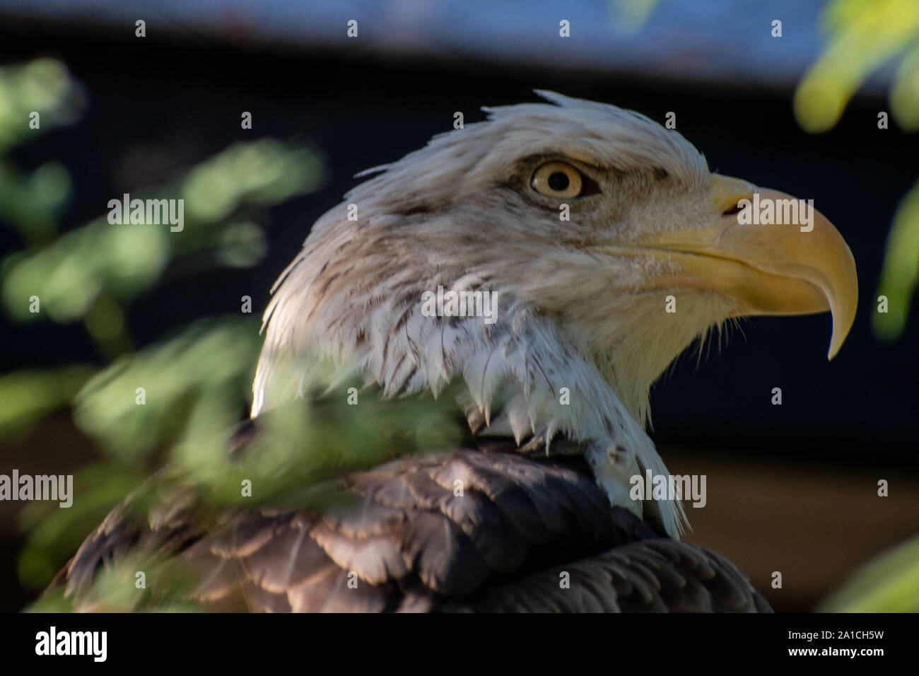 bald eagle face Stock Photo - Alamy