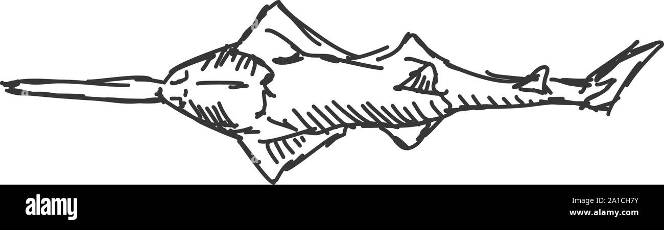 Fish drawing, illustration, vector on white background Stock Vector ...