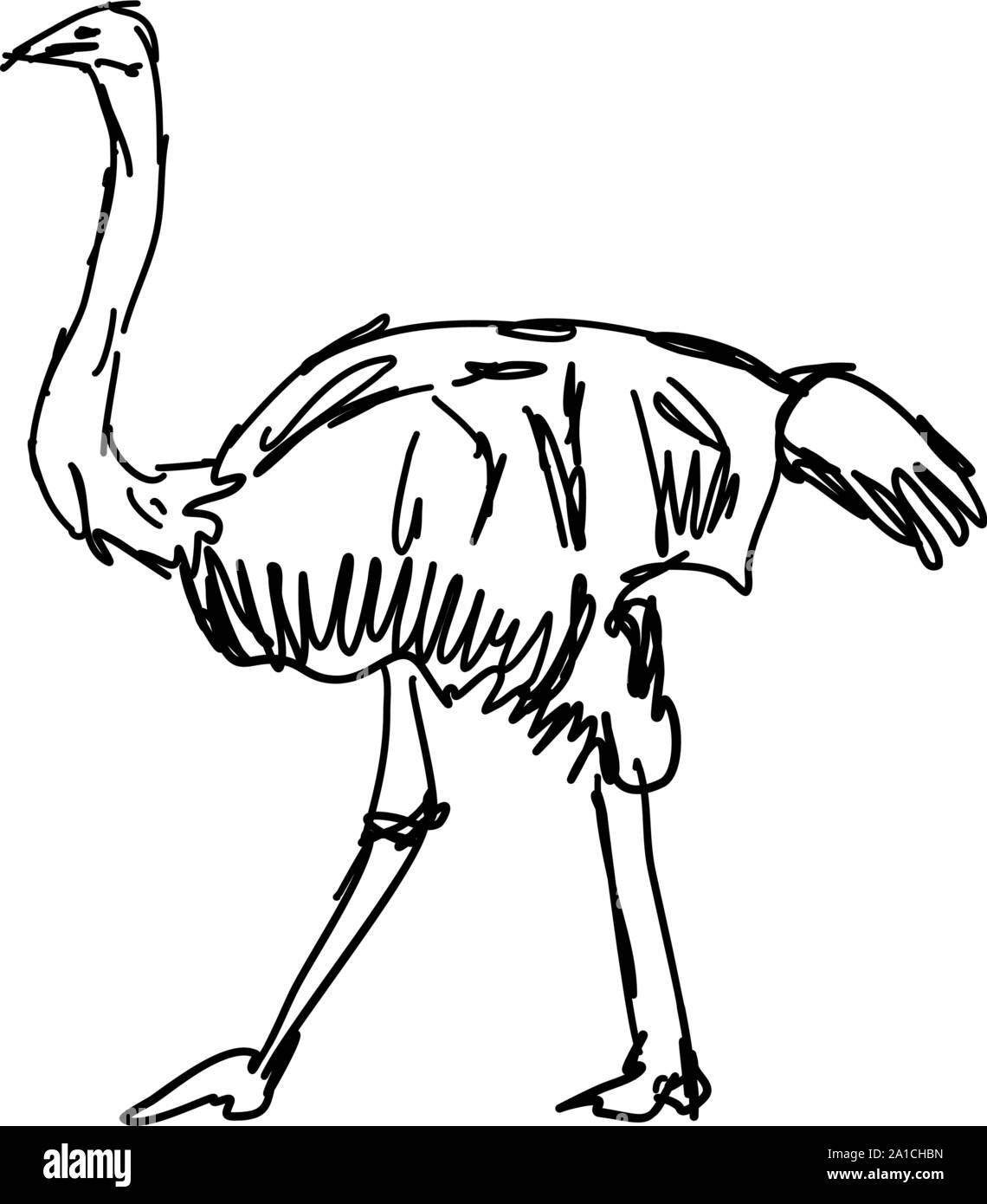 Ostrich drawing, illustration, vector on white background Stock Vector ...