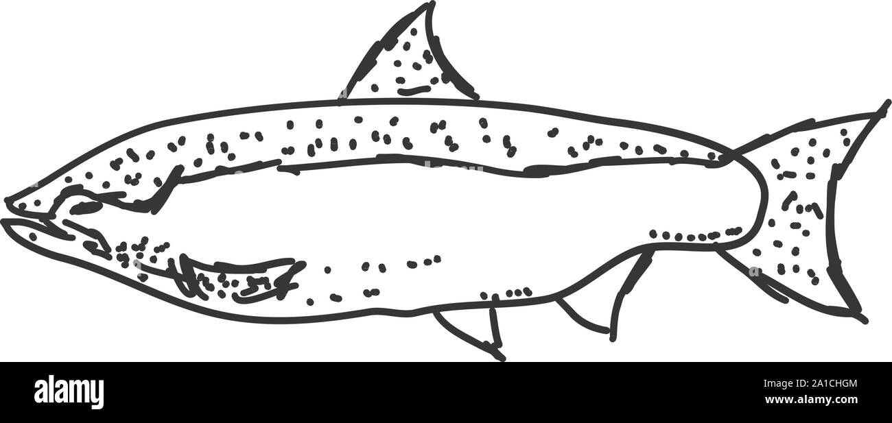 Fish drawing, illustration, vector on white background Stock Vector ...