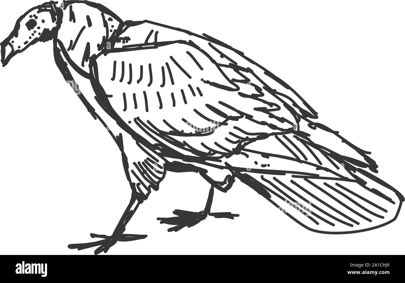 Bird drawing, illustration, vector on white background Stock Vector ...