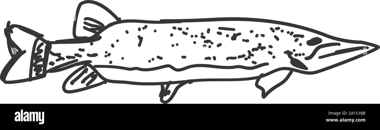 Fish drawing, illustration, vector on white background Stock Vector ...