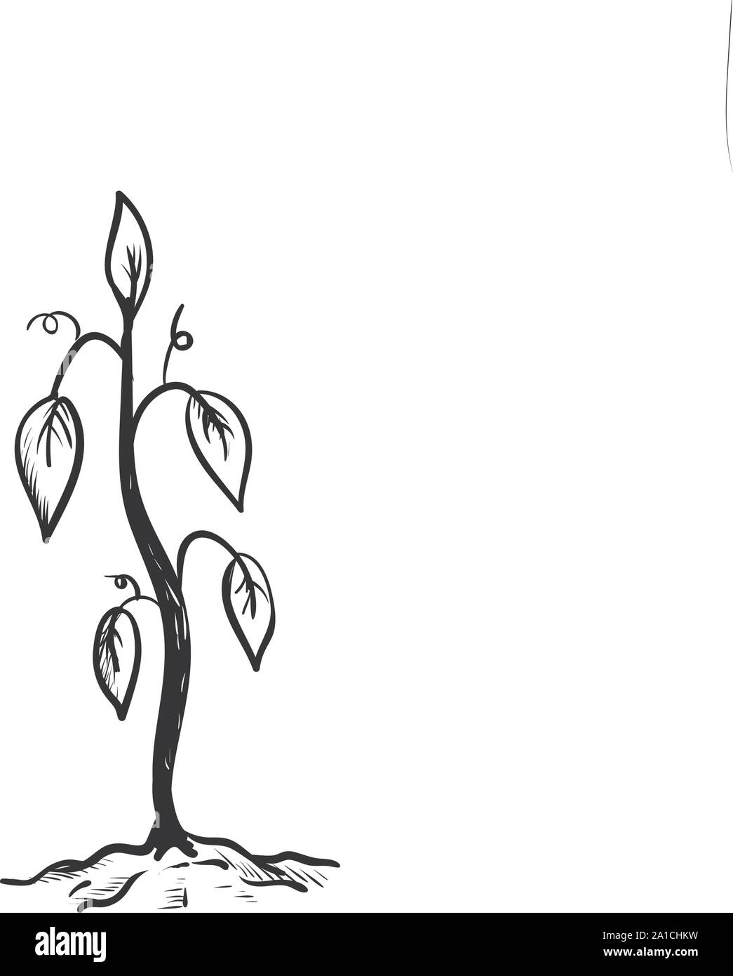 Plant in ground drawing, illustration, vector on white background Stock ...