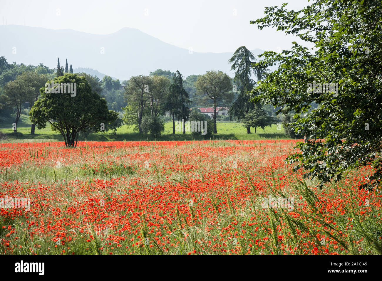 Italien, Mohnfeld - Italy, Poppy Field Stock Photo - Alamy