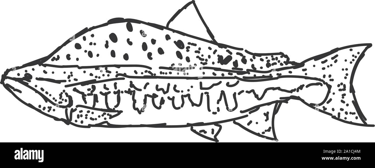 Fish drawing, illustration, vector on white background Stock Vector ...