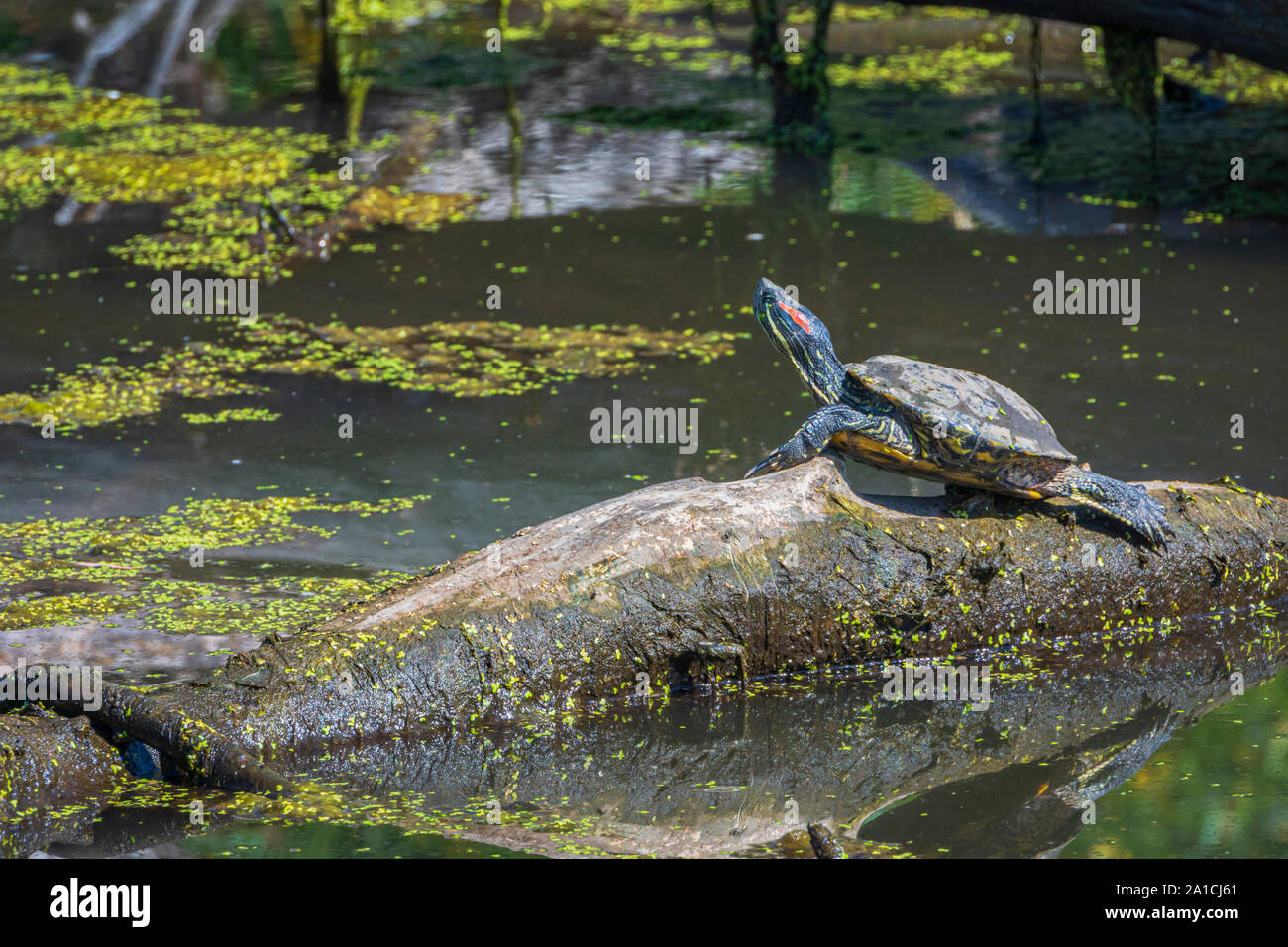 Red-eared Slider (Trachemys scripta elegans) basking in morning on log ...