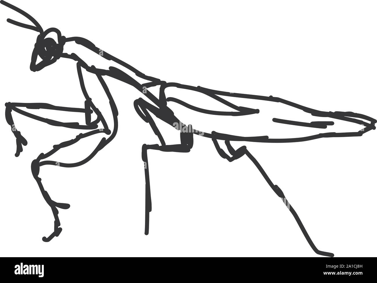 Praying Mantis Face Drawing