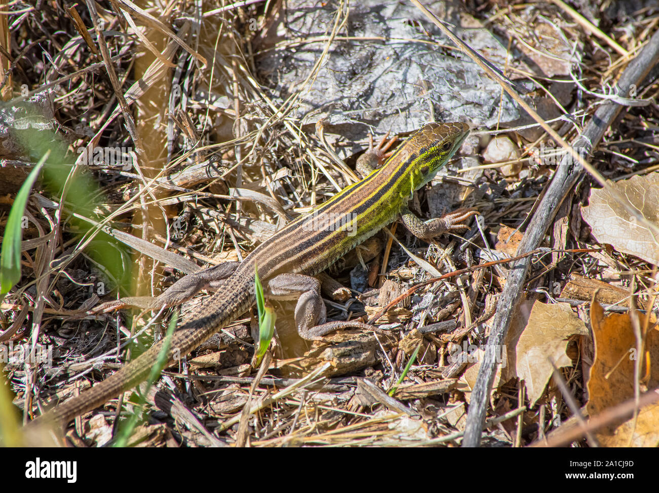 Reptiles Of Colorado High Resolution Stock Photography and Images - Alamy