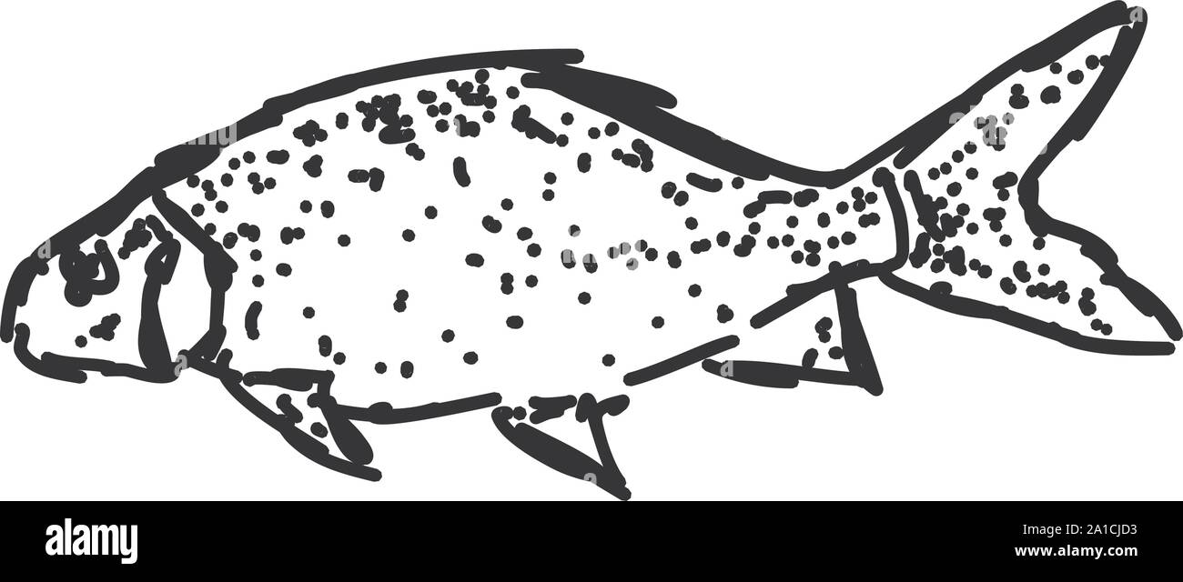 Fish drawing, illustration, vector on white background Stock Vector ...