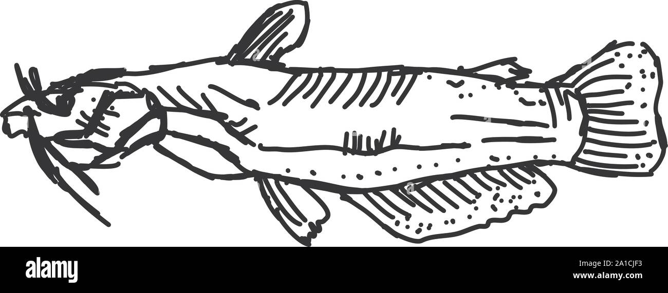 Fish drawing, illustration, vector on white background Stock Vector ...