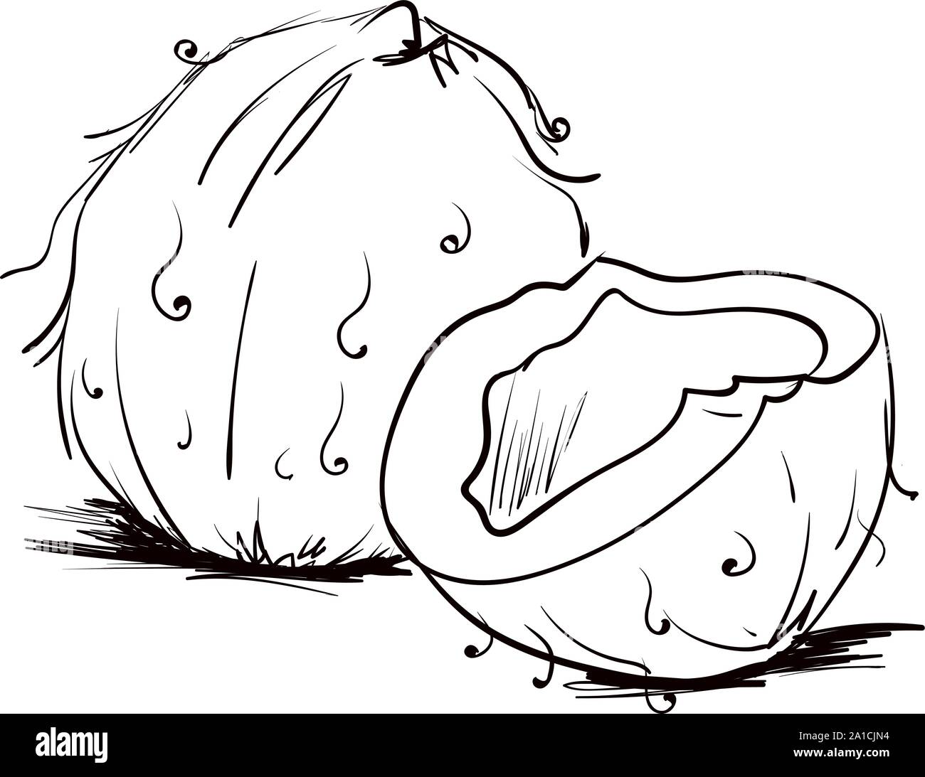 Coconut drawing, illustration, vector on white background Stock Vector ...