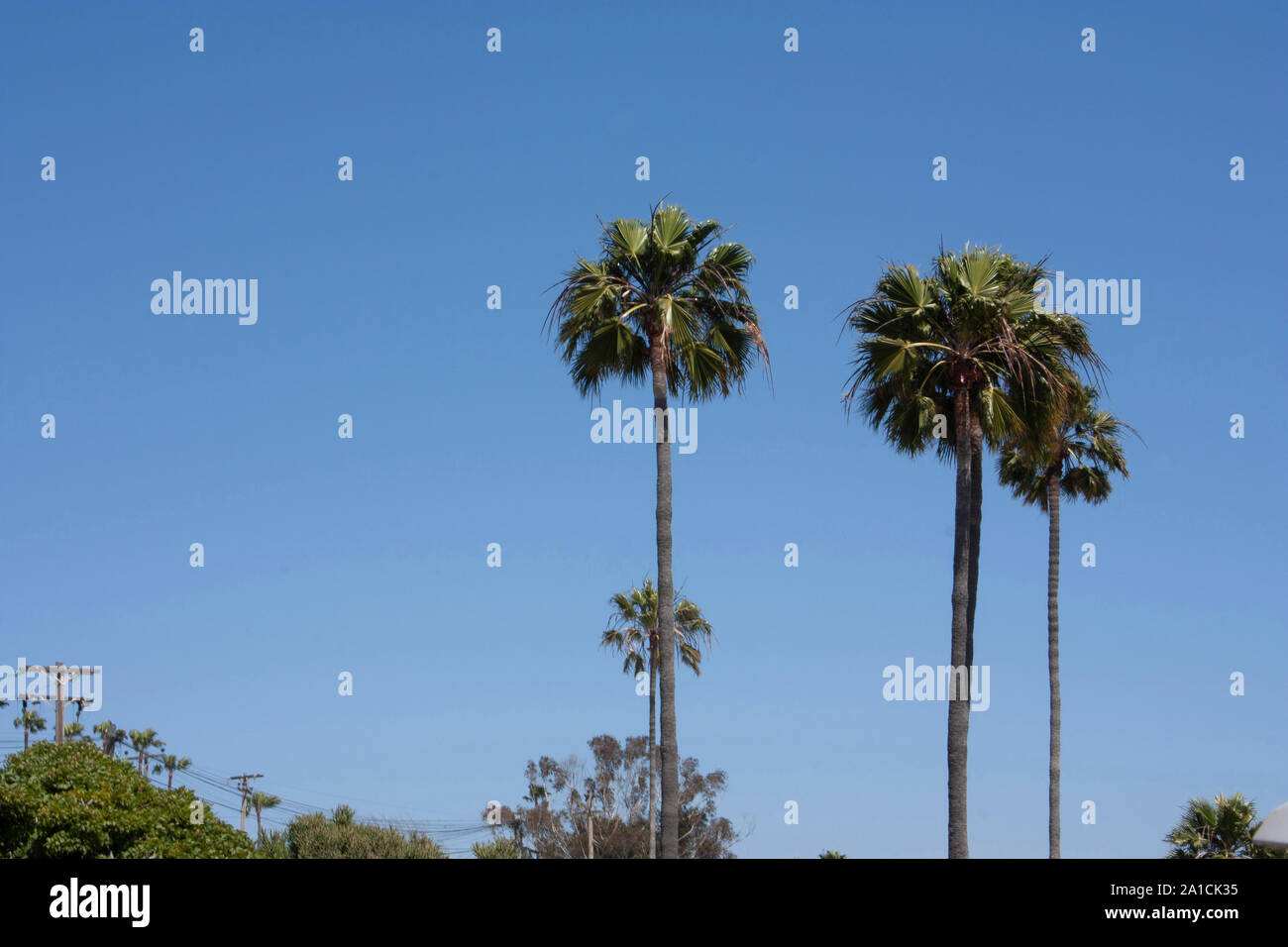 Palm trees and blue sky on the beaches of Baja California Mexico Stock ...