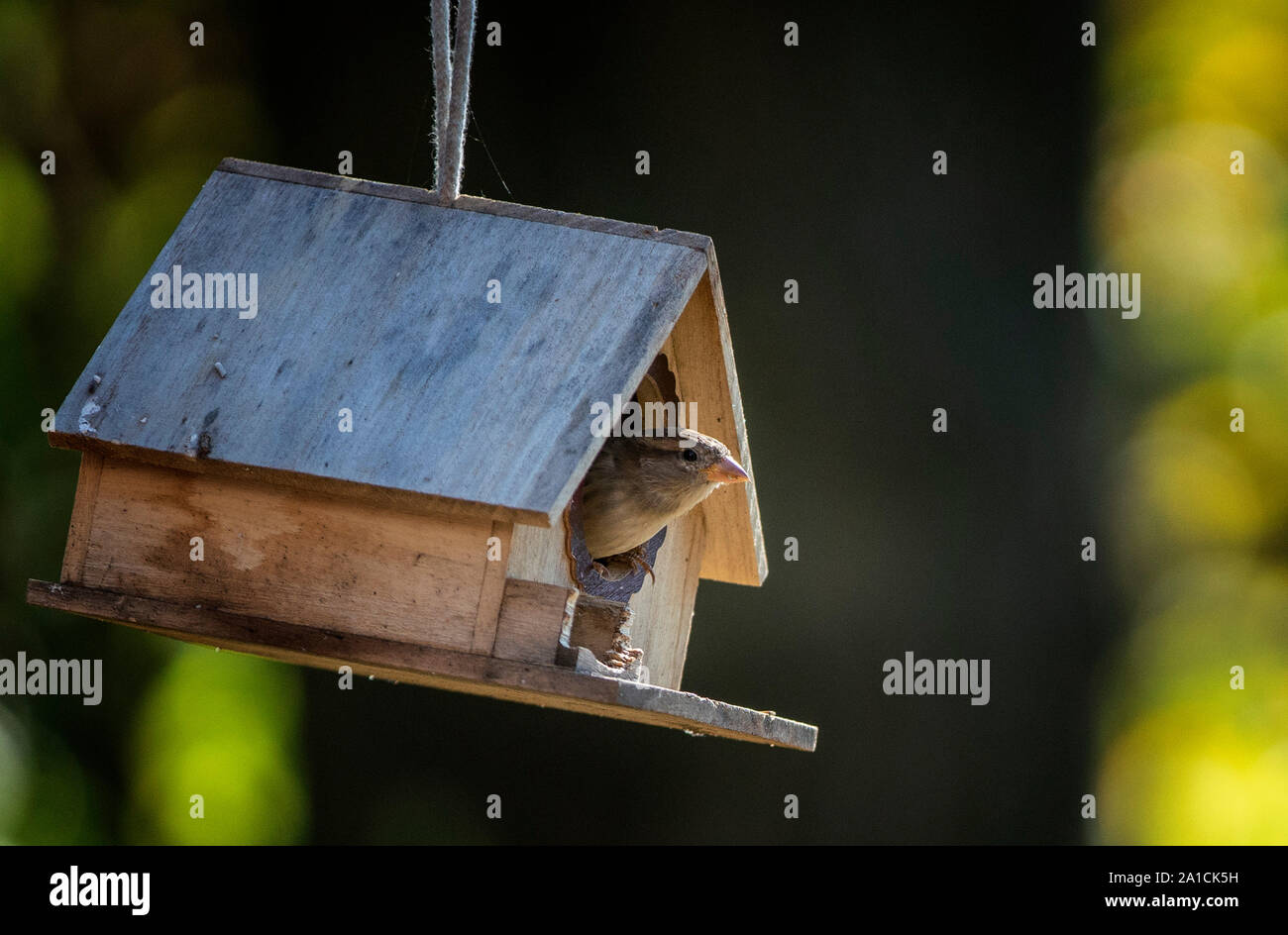 bird at home Stock Photo - Alamy
