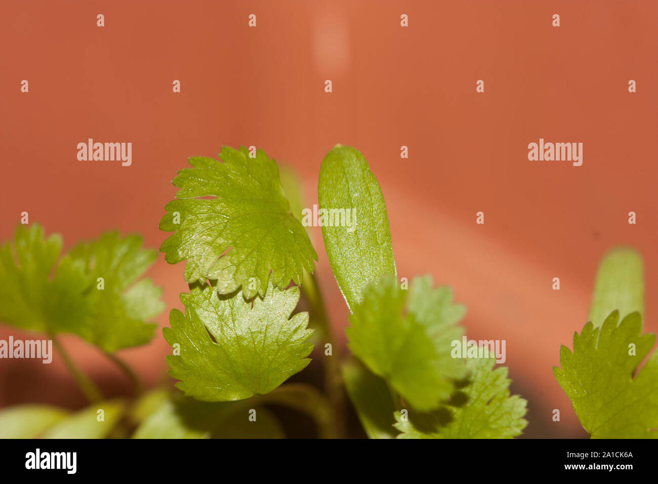 First coriander leaves among the sprouts of first dicotyledonous leaves ...