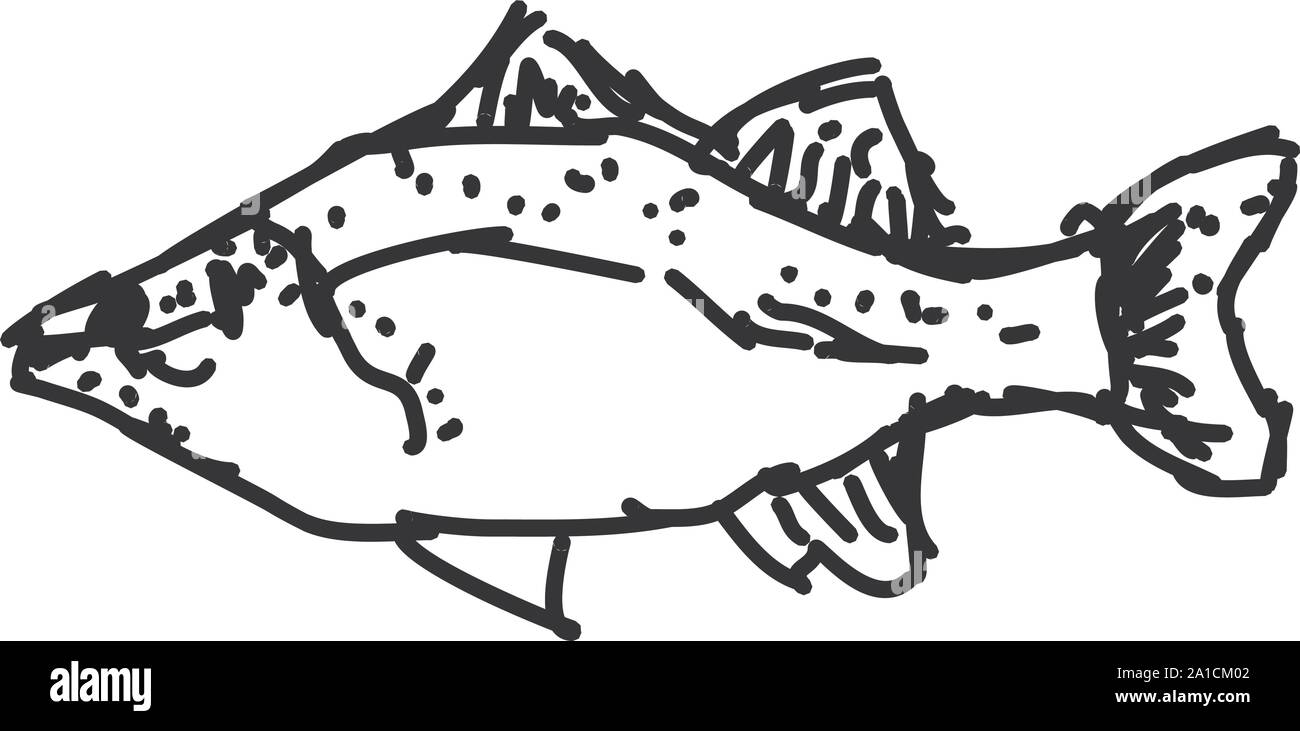 Fish drawing, illustration, vector on white background Stock Vector ...