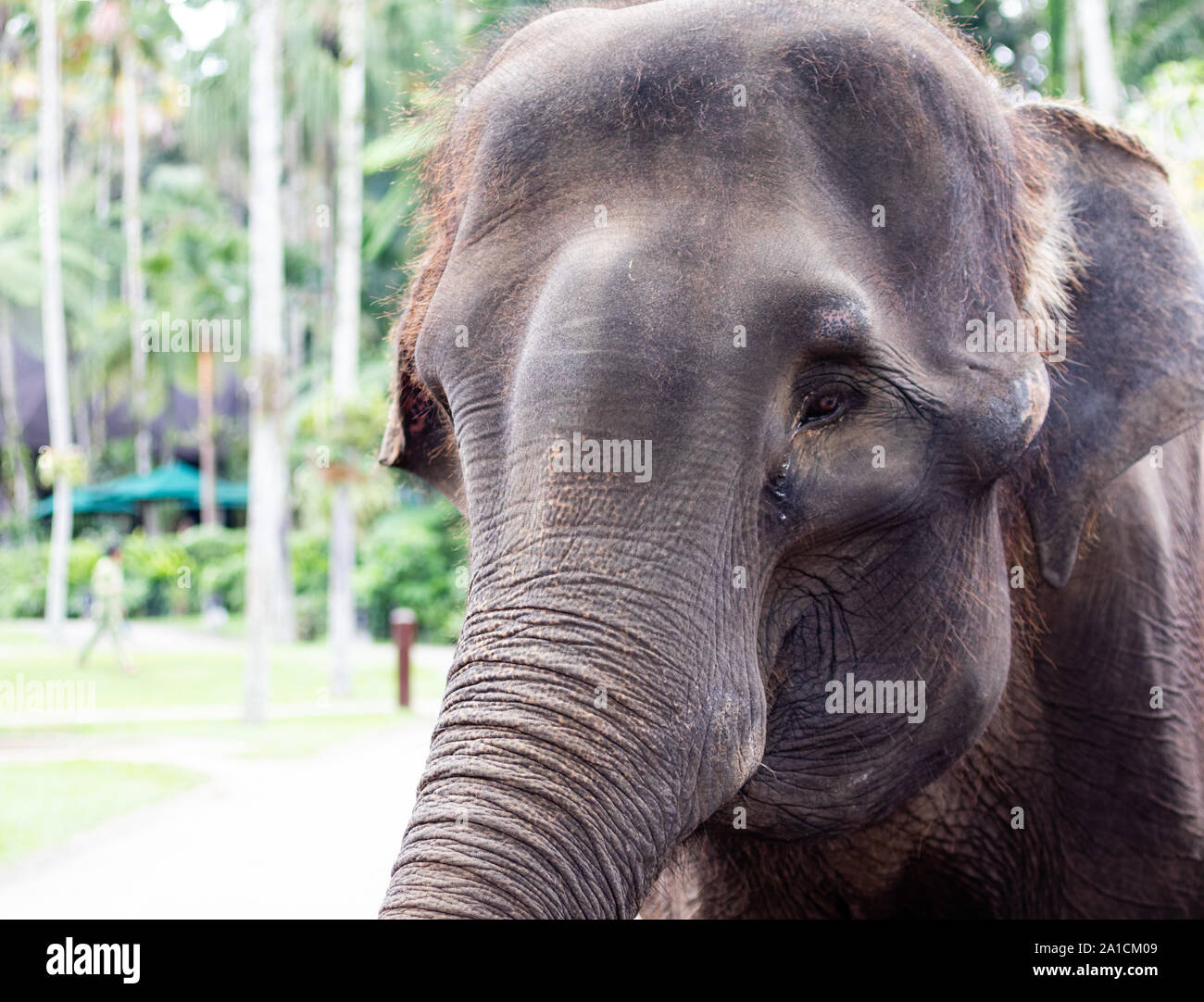 Asian Elephant Head Side View