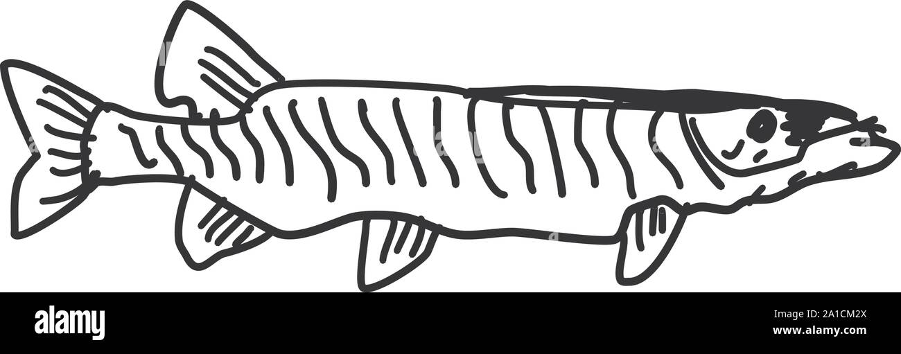 Fish drawing, illustration, vector on white background Stock Vector ...