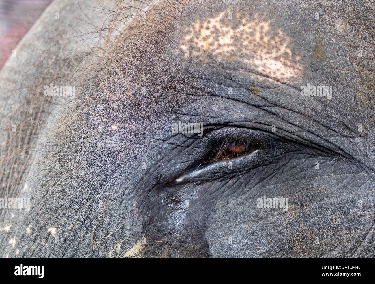 Close up of elephants eye hi-res stock photography and images - Alamy