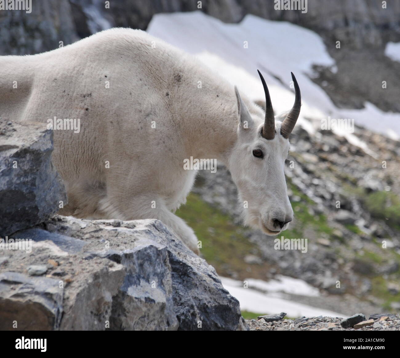 Snow White Mountain Goat Stock Photo - Alamy