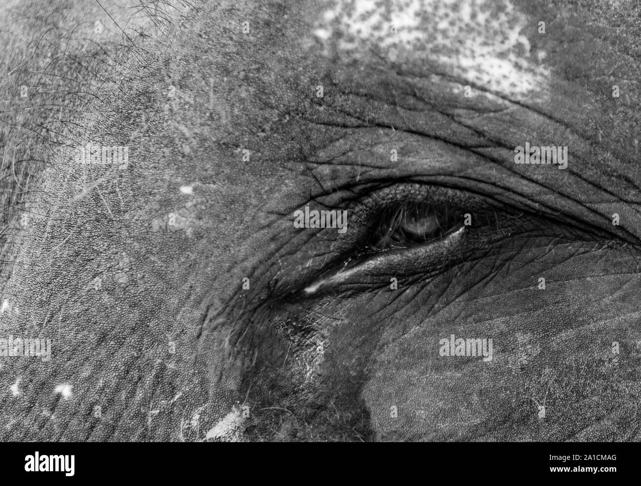Elephant eye detail Black and White Stock Photos & Images - Alamy