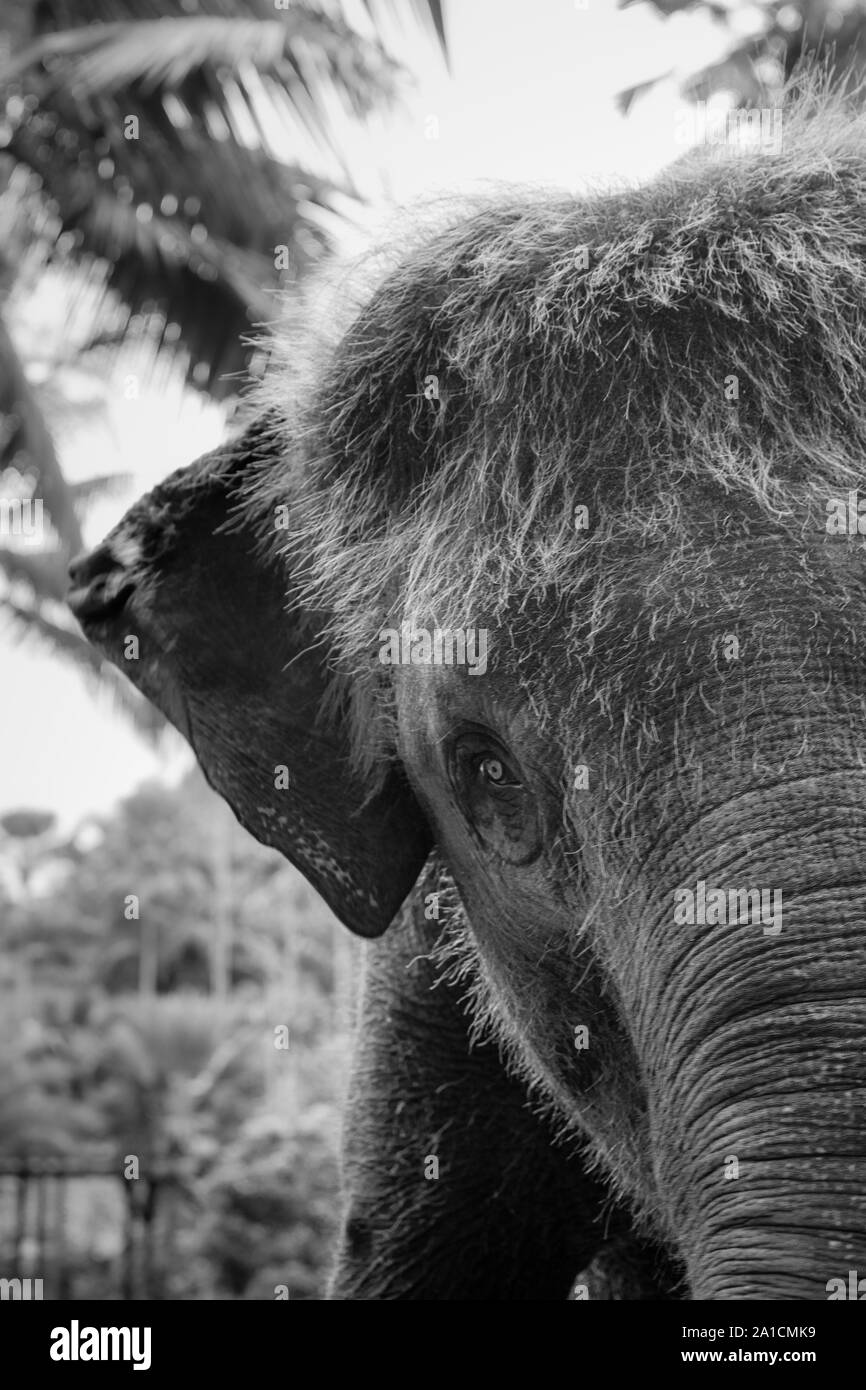 Close up portraits of an Asian elephant's head, with palm trees in the ...