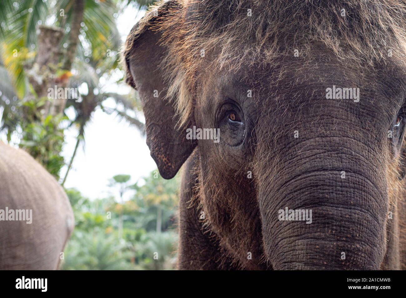 Close up portraits of an Asian elephant's head, with palm trees in the background Stock Photo ...
