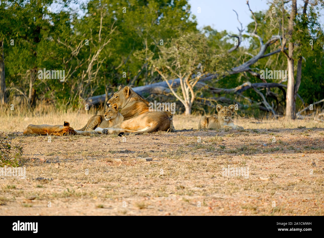 One lioness with four cubs laying down resting Stock Photo - Alamy