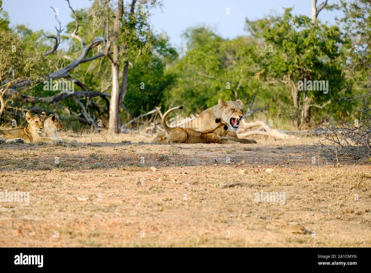 Angry lioness hi-res stock photography and images - Alamy
