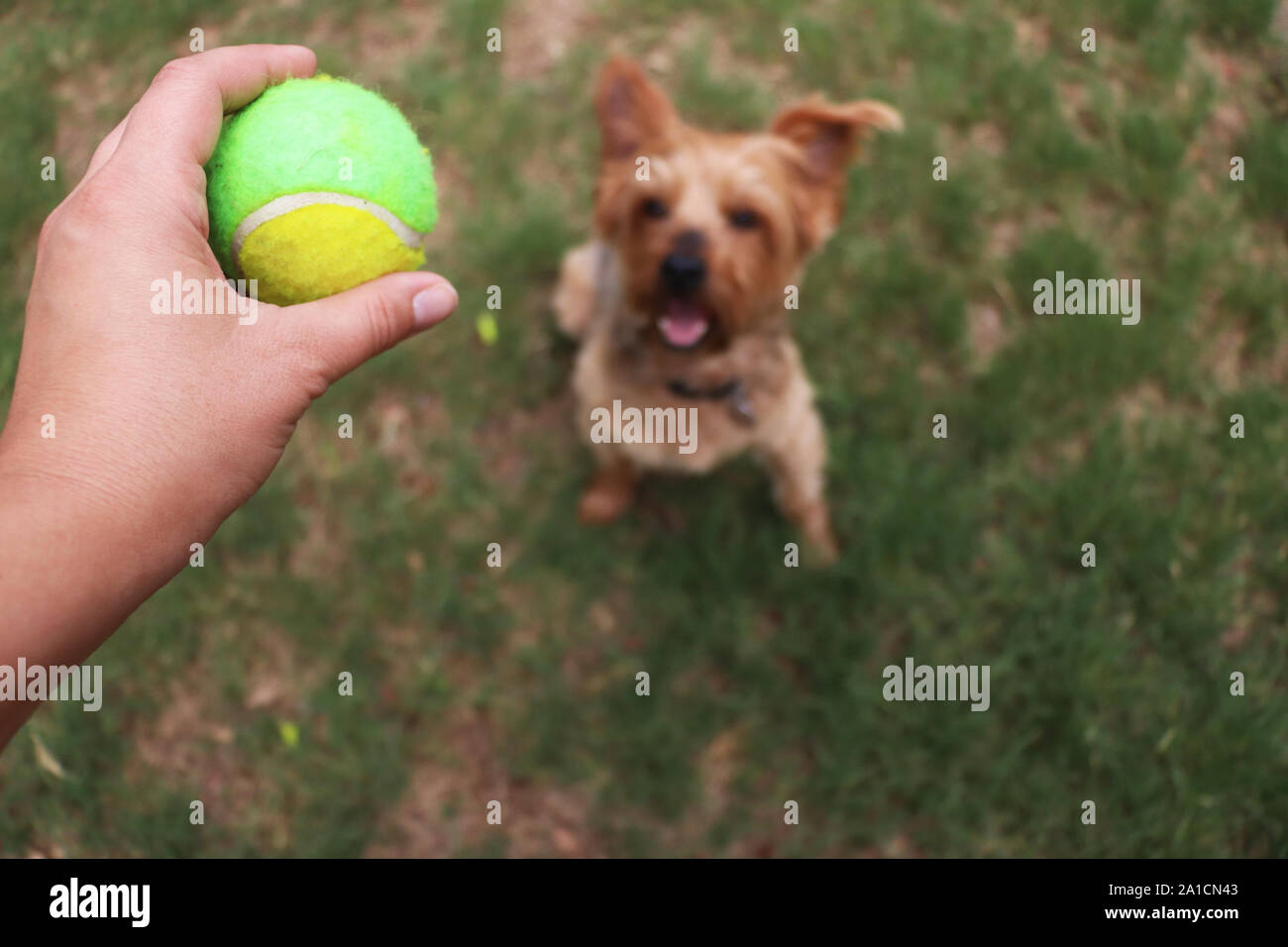 Playing catch with the family pet dog Stock Photo - Alamy