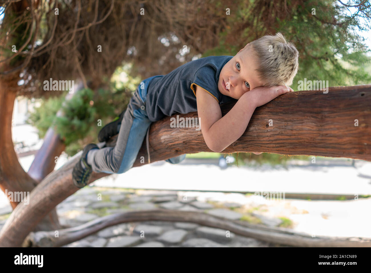 A little boy climbed a tree and rests. The boy lies on a thick branch ...